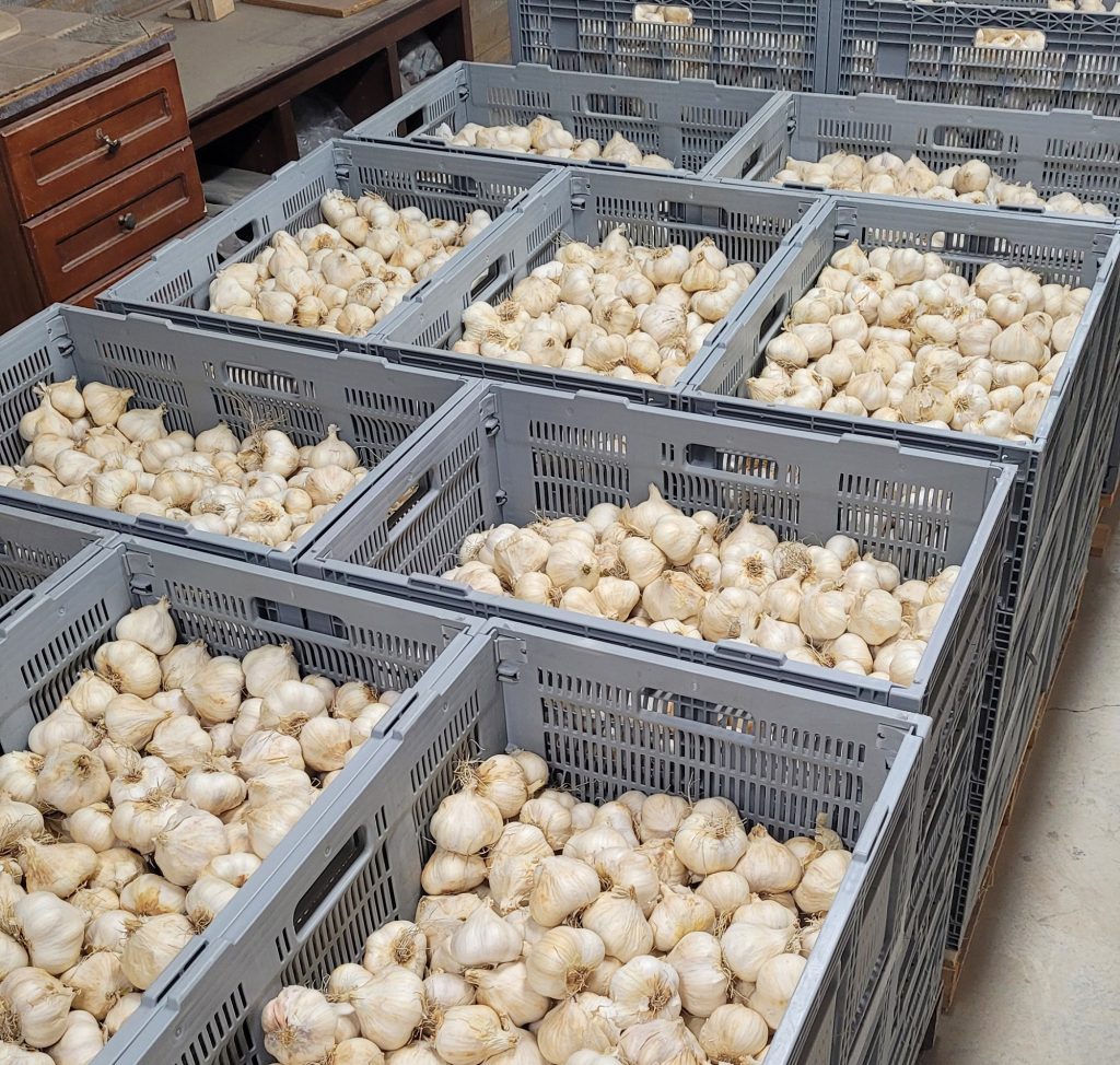 Culture et vente d'ail du Québec - Bulz-ail